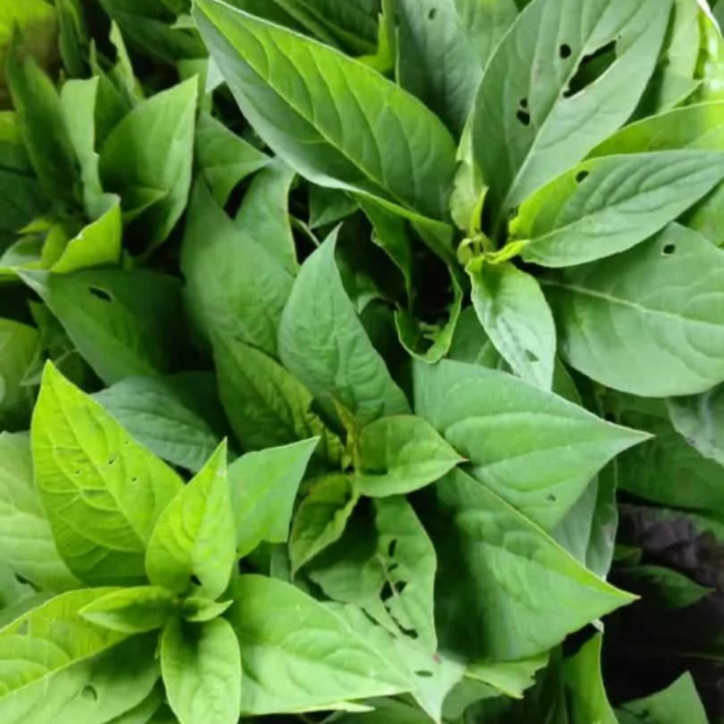 10 Amazing African Vegetables To Use In Your Daily Meal - African Food ...