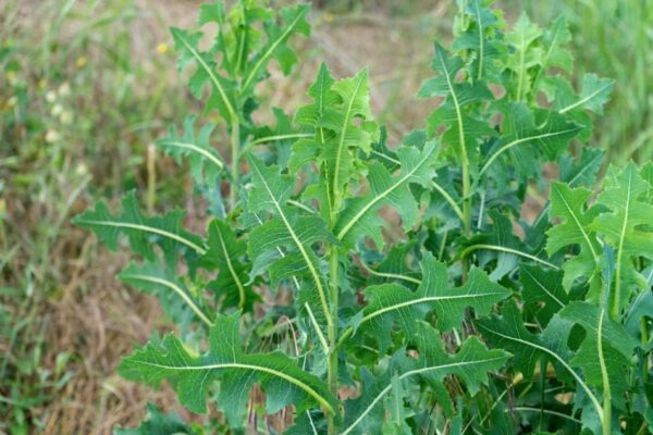 10 Amazing African Vegetables To Use In Your Daily Meal - African Food ...