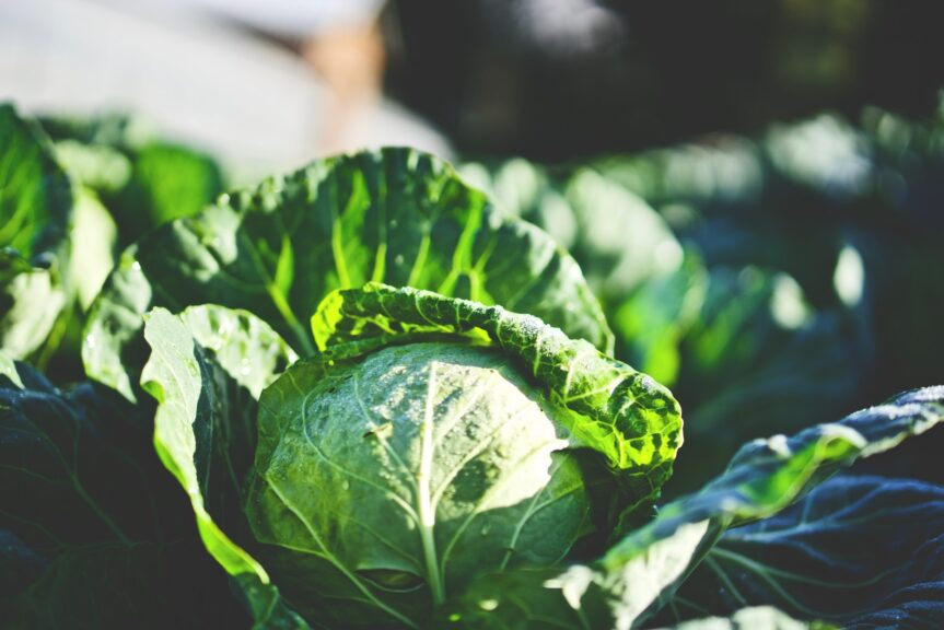 10 Amazing African Vegetables To Use In Your Daily Meal - African Food ...