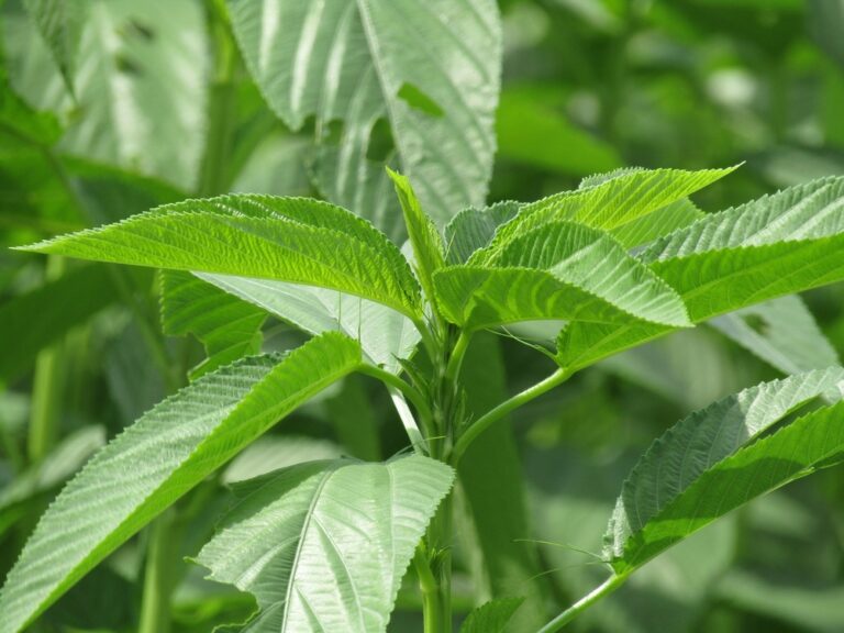 10 Amazing African Vegetables To Use In Your Daily Meal - African Food ...
