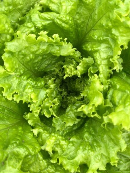 10 Amazing African Vegetables To Use In Your Daily Meal - African Food ...