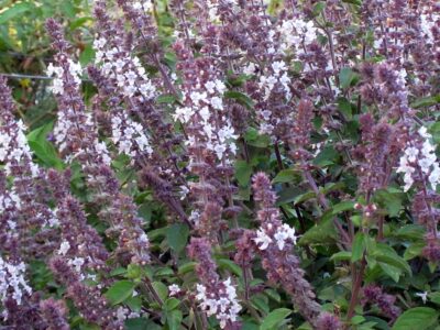5 Natural African Spices You Should Incorporate Into Your Daily Meal ...