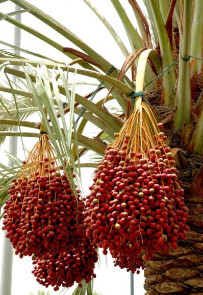 13 Interesting Facts About Dates That Will Shock You - African Food Network