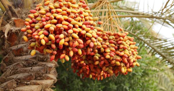 13 Interesting Facts About Dates That Will Shock You - African Food Network