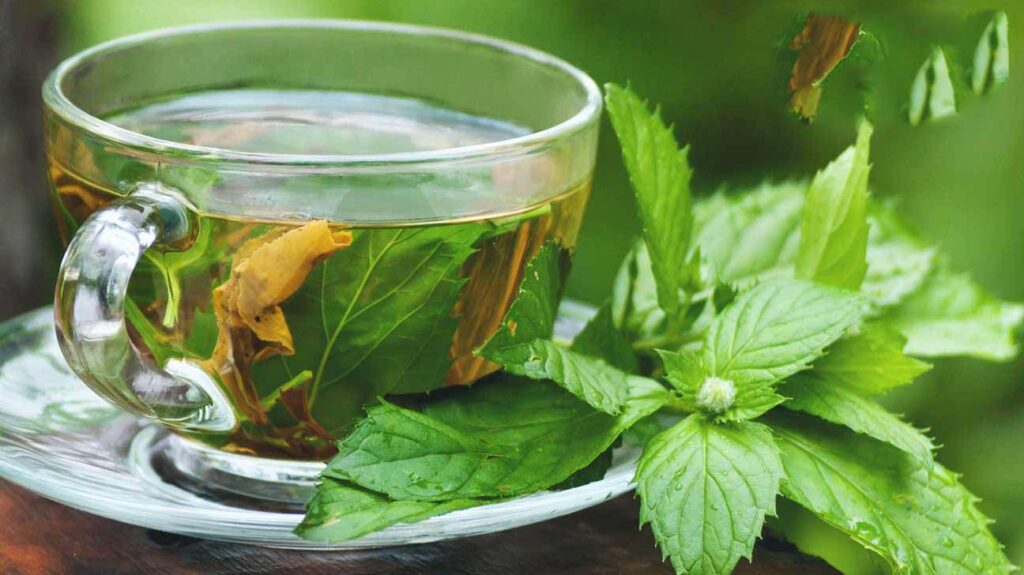 8 Amazing Things About Scent Leaf You Need To Know - African Food Network