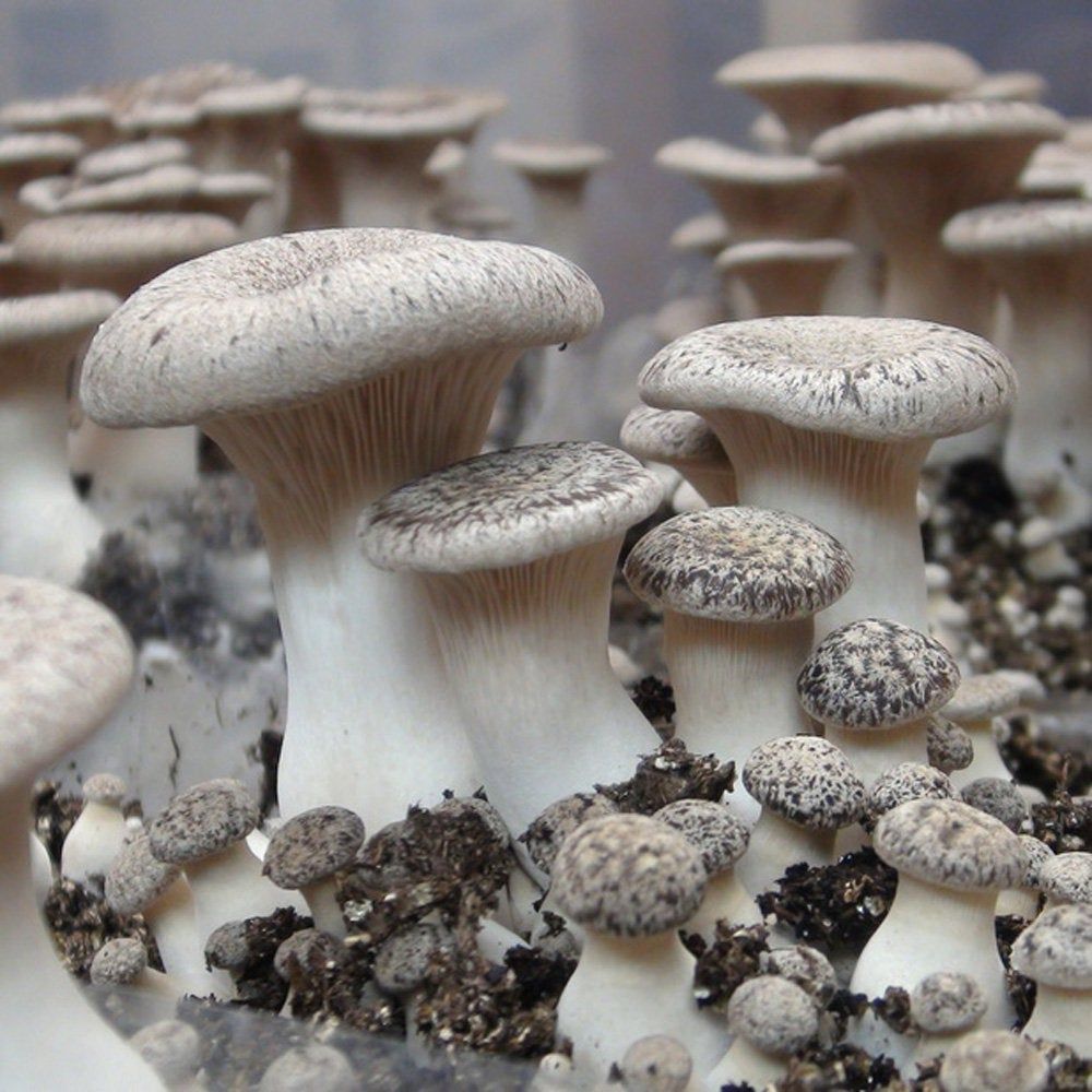 10 Amazing Edible Mushrooms That Will Add Some Extra Spice To Your Meal ...