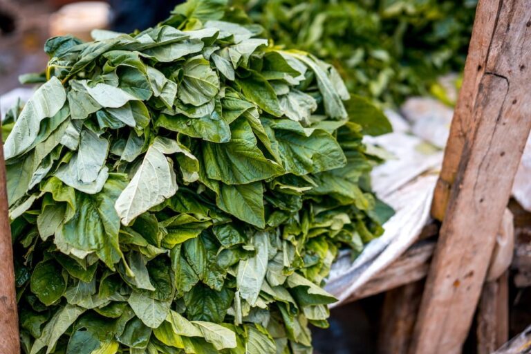 5 African Leafy Vegetables With Incredible Medicinal Properties ...