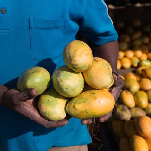 Everything About Mangoes and 5 Amazing Ways to Enjoy Them - African ...