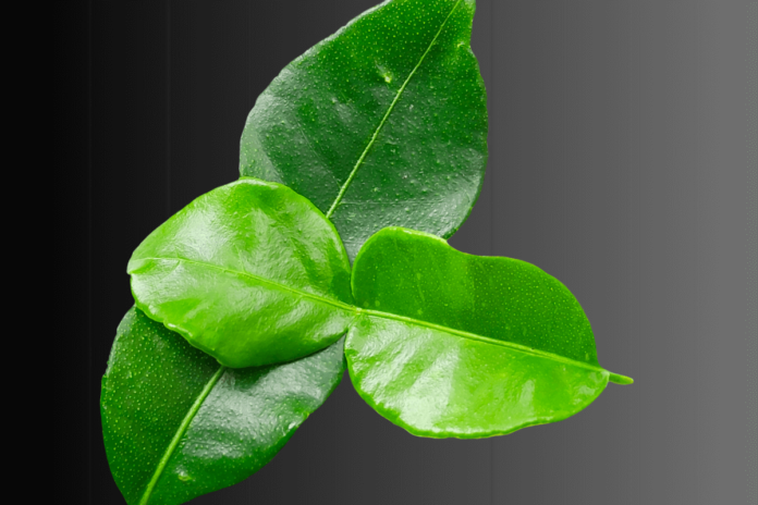 Lemon Leaf: A Perfect Mix of Wellness and Aroma - African Food Network