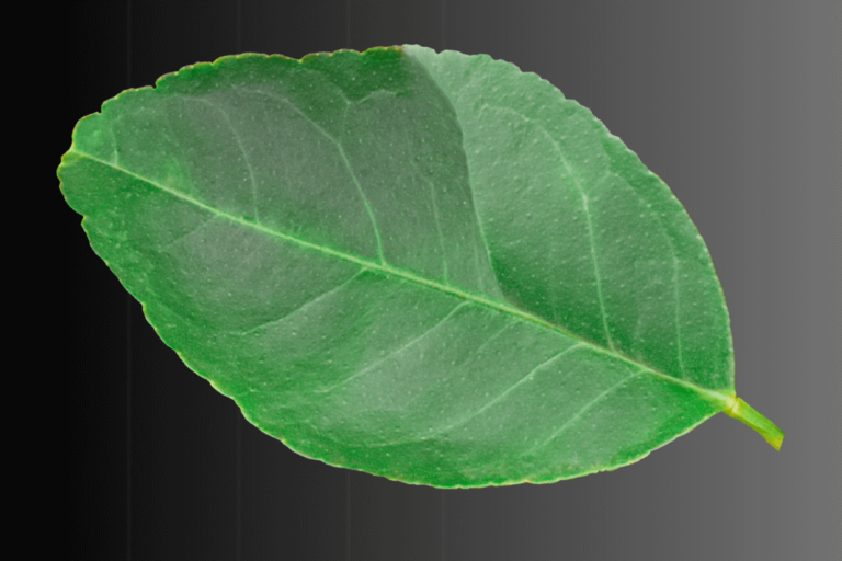 Lemon Leaf: A Perfect Mix of Wellness and Aroma - African Food Network