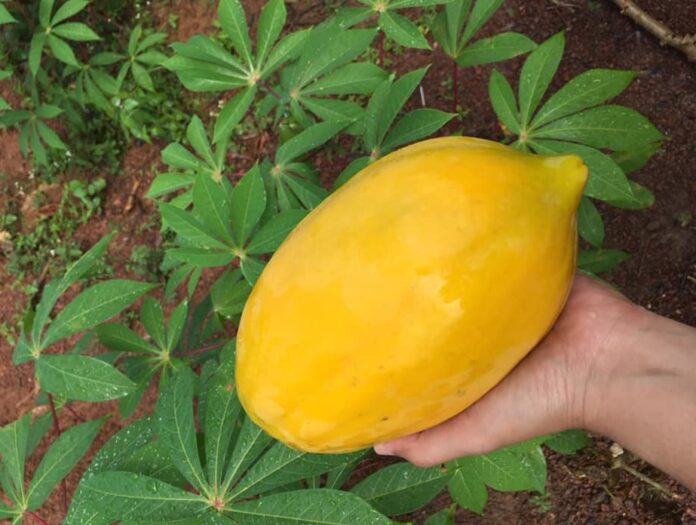 Natural African Yellow Foods with Pictures - African Food Network