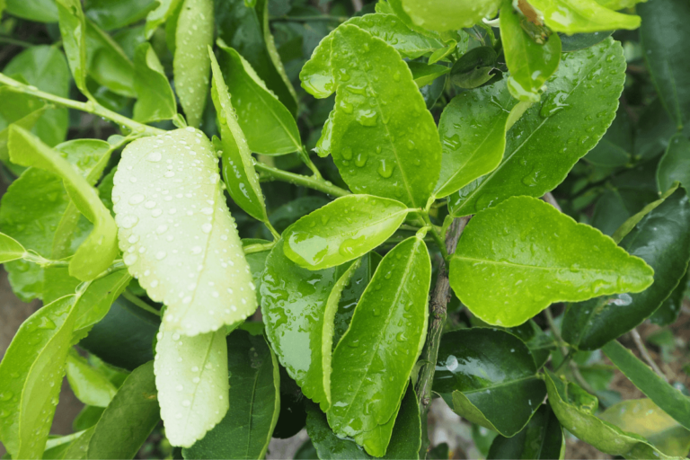 Lime Leaf: The Underrated Citrus to Spice up Your Dishes - African Food ...