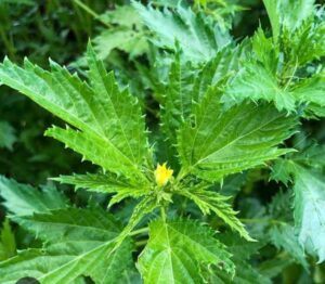 All You Need to Know About Jute Leaves - African Food Network