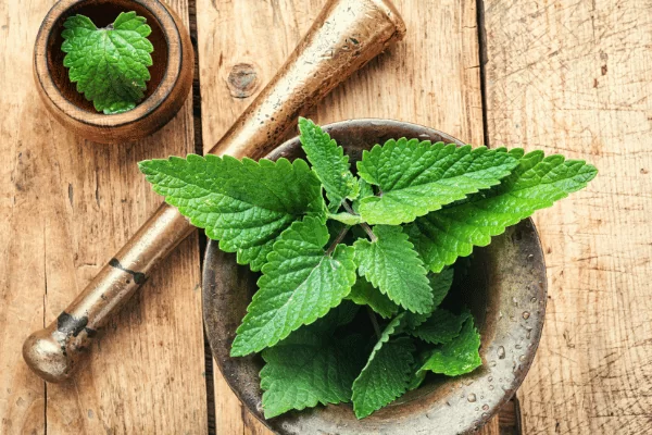 8 Amazing Things About Scent Leaf You Need To Know - African Food Network