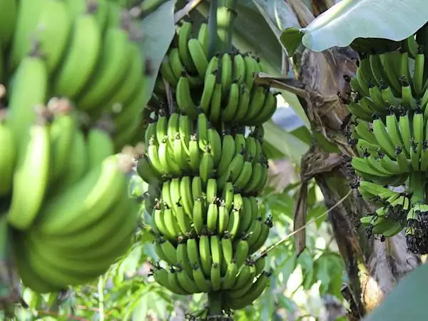 10 Amazing Native African Fruits to Enjoy & Ways to Eat Them - African ...