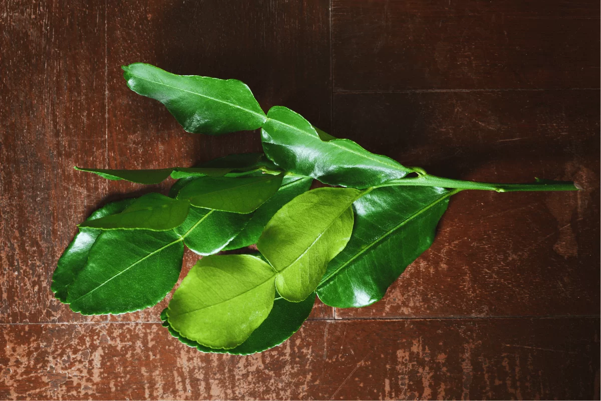 Lime Leaf: The Underrated Citrus to Spice up Your Dishes - African Food ...