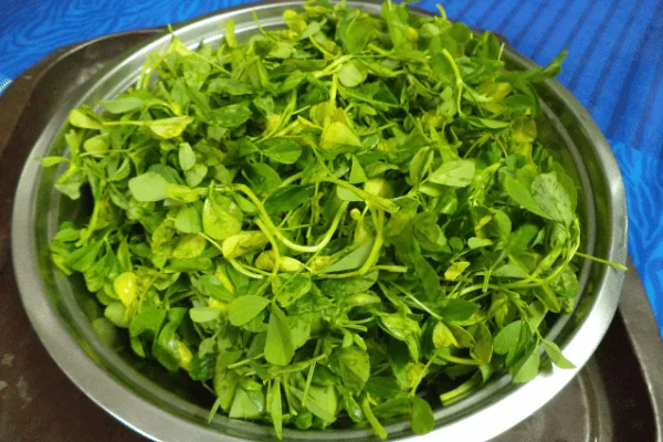 Fenugreek Leaves: A Versatile Herb with Distinct Flavor and Health ...